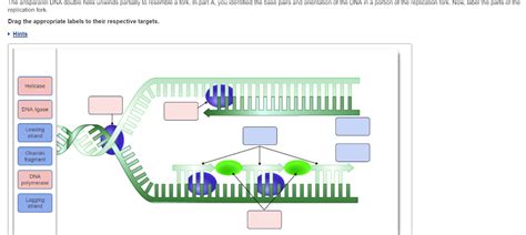 Solved The Antiparallel Dna Double Helix Unwinds Partially