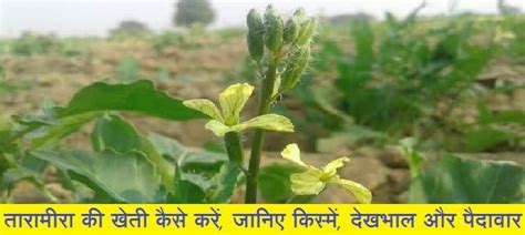 तारामीरा की खेती किस्में बुवाई खाद सिंचाई देखभाल पैदावार