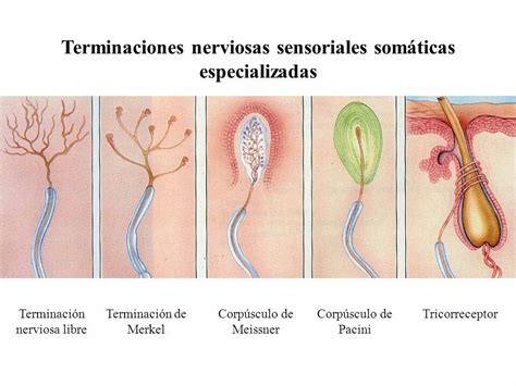 Pin de Agus Gutierrez en Biología Somatico Terminación nerviosa Nerviosa
