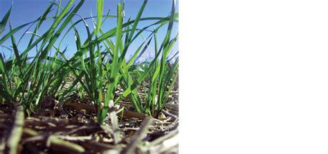 Oregon Grown Ryegrass