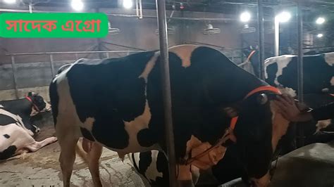 সাদেক এগ্রা মোহাম্মদপুর। Sadeeq Agro Mohammadpur Youtube