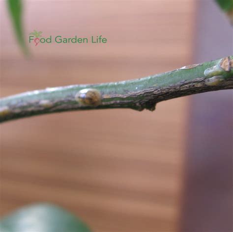 How To A Grow Lemon Tree Indoors That Actually Produces Lemons — Food