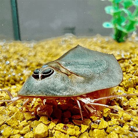 Triops Longicaudatus Der Amerikanische Urzeitkrebs