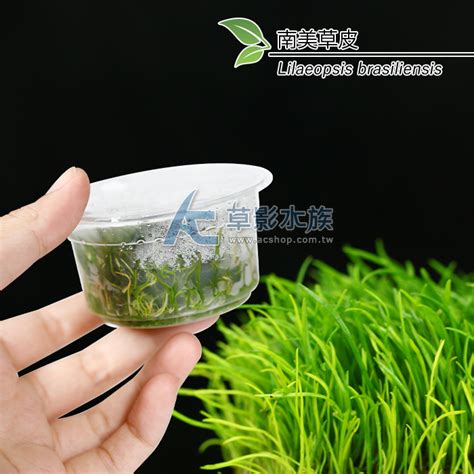 南美草皮組培盒裝 前景草 水草販售 AC草影水族 水草水晶蝦水族用品專賣店