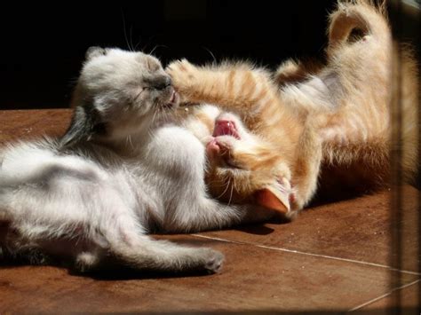 Aggression In Cats After A Trip To The Veterinarian Cat World