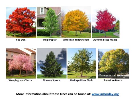 Types Of Trees With Pictures And Information