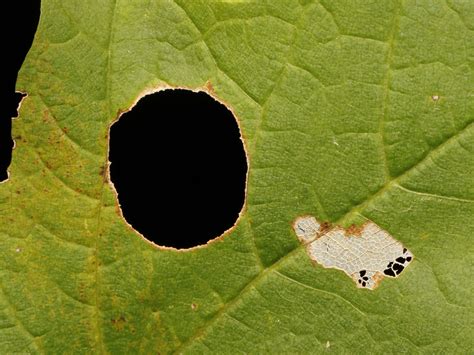 Maple Leafcutter Moth From Backus Woods Norfolk County Ontario On September 21 2021 At 0223