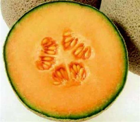 Goddess Hybrid Melon Seeds — Seeds N Such