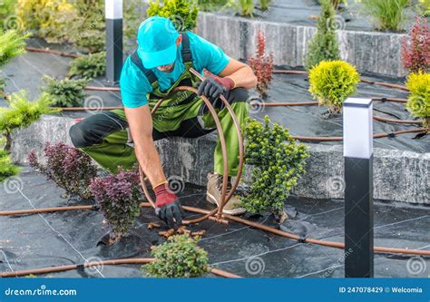 Professional Landscaper Building Drip Irrigation System In A Garden