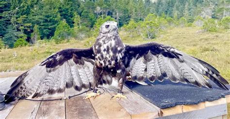 The Evolutionary Odyssey Of The Red Tailed Hawk The Worlds Rarest Birds