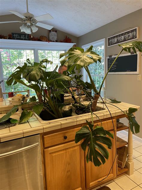 Bottom Watering Day They Just Got Brought Back In For The Winter So