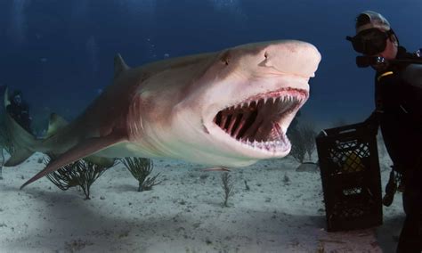 Lemon Shark Attacks