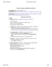 Understanding The Central Nervous System Brain Functions Course Hero