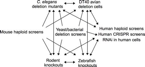 Integration Of Functional Assays Across Organisms One Can Use Download Scientific Diagram