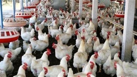 مفأجاة في أسعار الدواجن اليوم