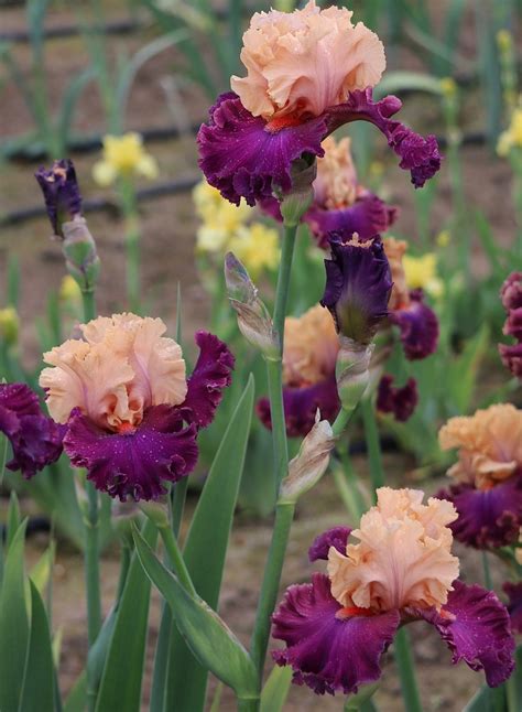 Sharp Focus Mid America Garden