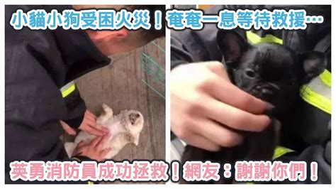 小貓小狗受困火災！奄奄一息等待救援英勇消防員成功拯救！網友：謝謝你們！ Youtube