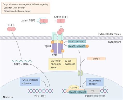 靶向 Tgf β 信号通路 Medchemexpress 知乎