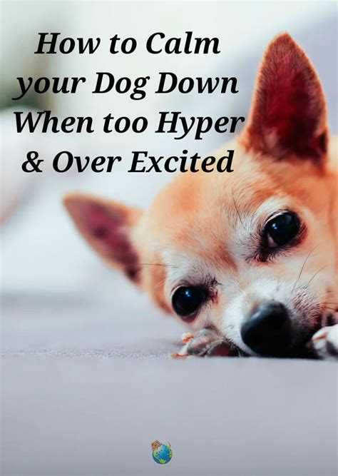 How To Get Your Dog To Calm Down