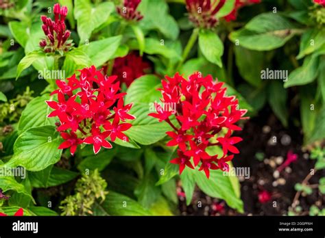 Closeup Of A Beautiful Egyptian Starcluster Plant With Its