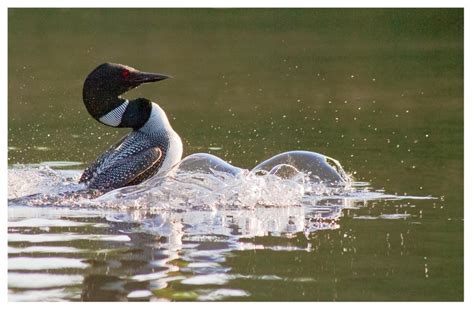 Loon Dance Shutterbug