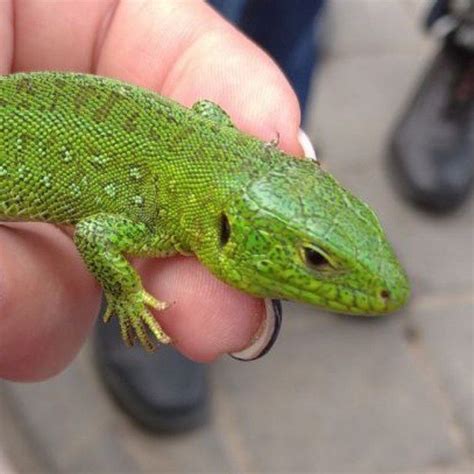 Create Meme Green Nimble Lizard Lizard Smaragd Lizard Iguana