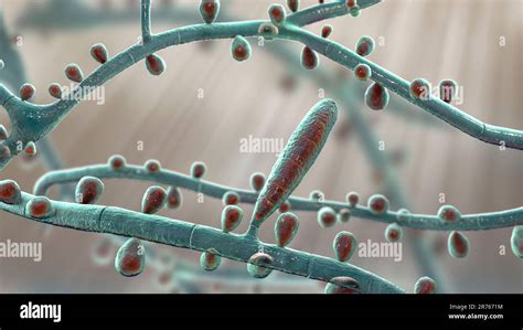 Fungus Trichophyton Rubrum Computer Illustration Showing Macroconidia