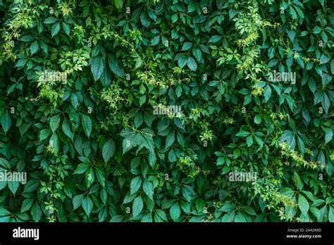 Hedge Texture Tree Ivy Green Nature Background Creeper Vine Natural Pattern Of Leaf Wild