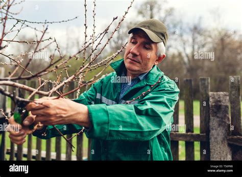 Tree Cut Metal Fence Hi Res Stock Photography And Images Alamy