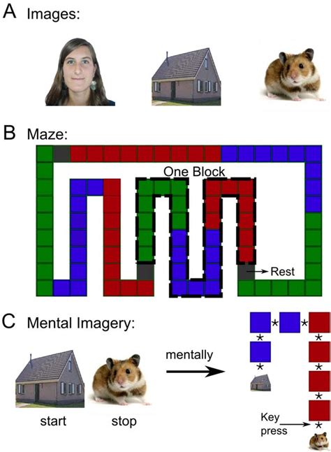 Figure From Decoding Semi Constrained Brain Activity From FMRI Using Support Vector Machines
