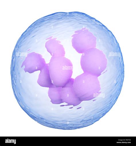 Megakaryocyte Cut Out Stock Images And Pictures Alamy