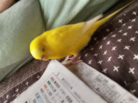 全身黄色のセキセイインコを探しています