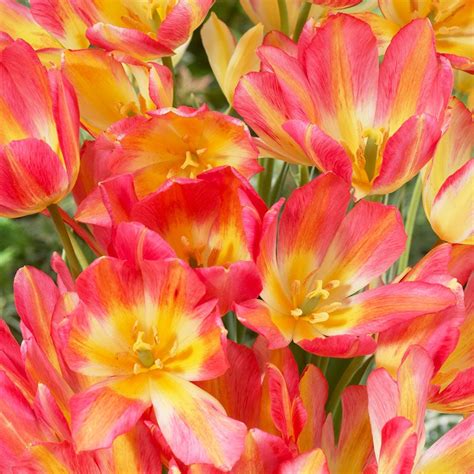 Antoinette Single Late Tulip American Meadows