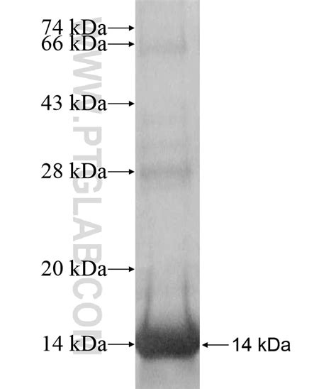 Il 13 Fusion Protein United Bio Research