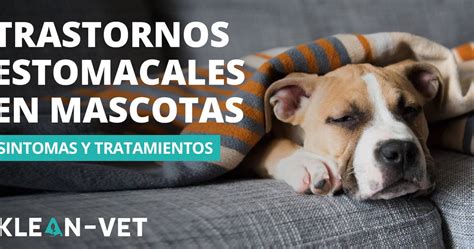 5 soluciones efectivas para el vómito en caniches Planeta Caniche