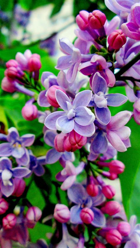 Flower Bouguets Beautiful Flowers Pretty Flowers Lilac Flowers
