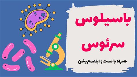 آموزش باسیلوس سرئوس؛باکتری شناسی پزشکی؛ویژه دانشجویان🦠 Youtube