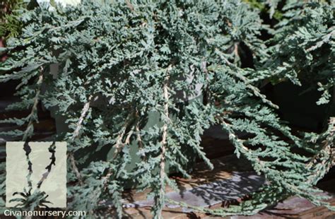 Blue Chip Juniper Juniperus Horizonalis Blue Chip Civano Nursery