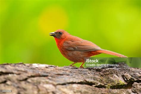 붉은 목이 있는 개미 타나거 하비아 푸스시코다 자연 서식지의 붉은 새 녹색 야자수에 앉아 있는 타나거 중앙 아메리카에서 조류