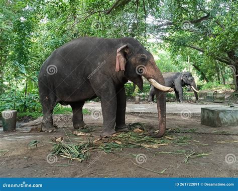 Elephants At Elephant Camp Sanctuary Aana Koota At Guruvayoor Stock