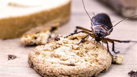 Pests Conquer Critters