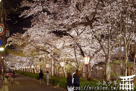 白川巽橋夜櫻 高瀨川夜櫻 京都賞櫻推薦的免費景點 小氣少年的部落格