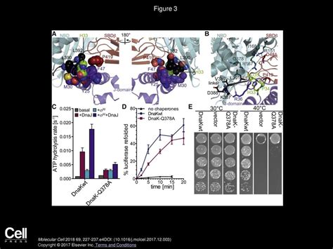 Roman Kityk Jürgen Kopp Matthias P Mayer Molecular Cell ppt download