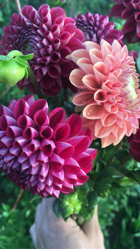 Tuber Cornel Bronze | Eastward Gardens
