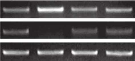 Regulation Of Ga20ox1 Expression By Athb12 In Arabidopsis Protoplasts
