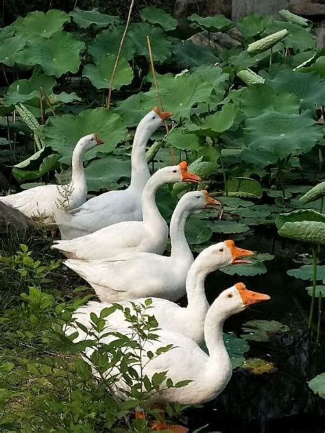 妙得一聯施沿沿 每日頭條