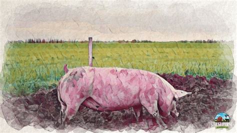 7 Alarming Pig Breathing Problems: Help My Wheezing Pig!
