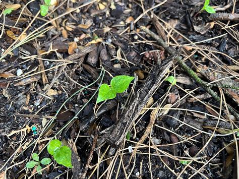Help Identifying These Weeds Rlandscaping