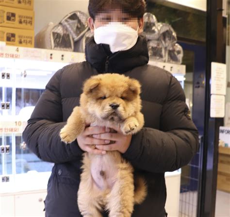 차우차우 분양후기 몽냥인천점 김x환님 몽냥몽냥 강아지분양 고양이분양