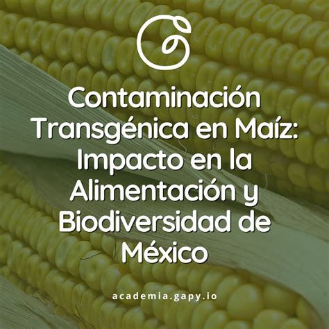 Maíz Contaminado Contaminación Transgénica Y Suimpacto En La